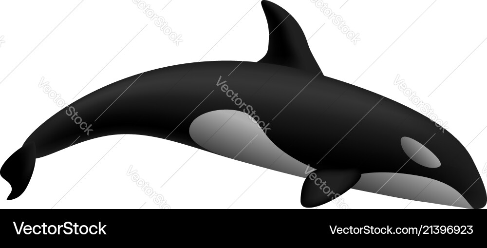 Orca whale mockup realistic style Royalty Free Vector Image