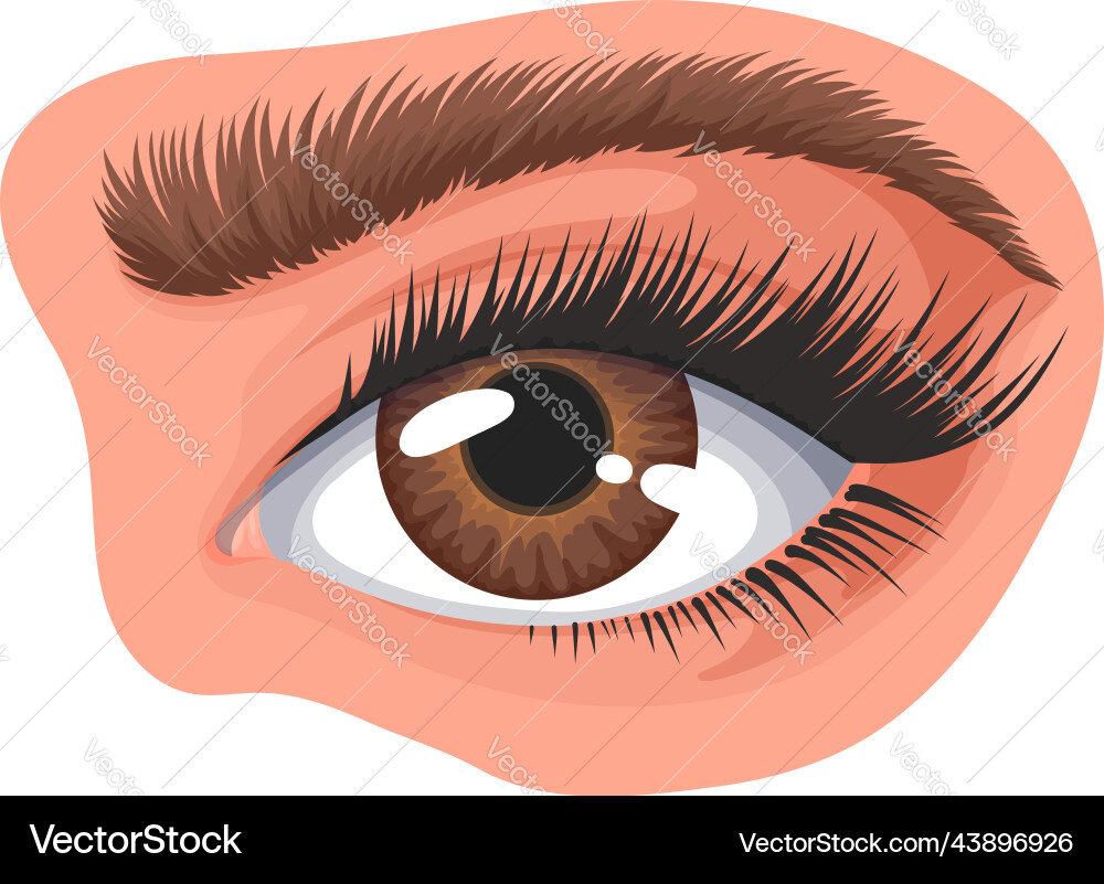 Human eye and eyebrow isolated female single Vector Image