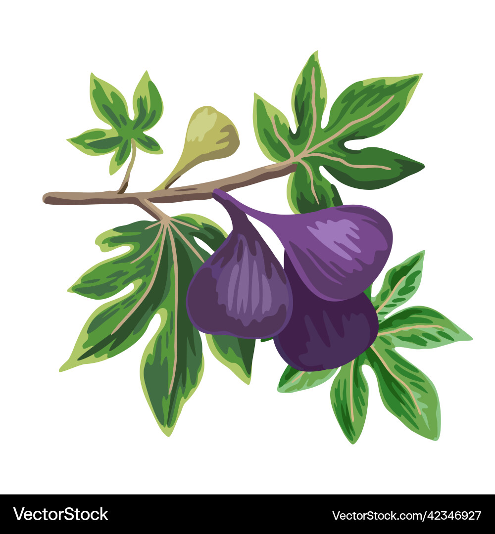Ripe Fig Branch - Botanical Art Royalty Free Vector Image