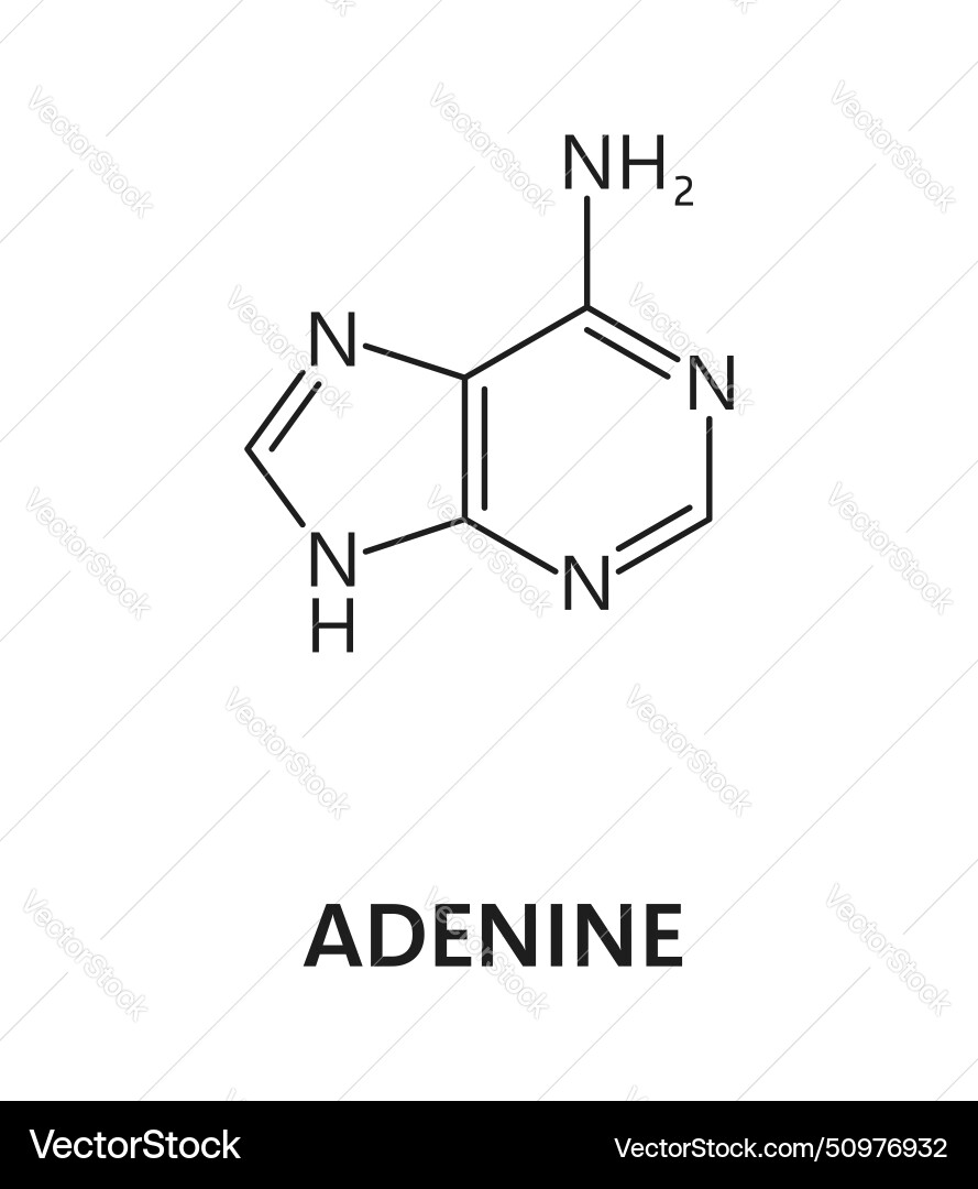 Adenine nucleic acid nitrogenous base formula Vector Image