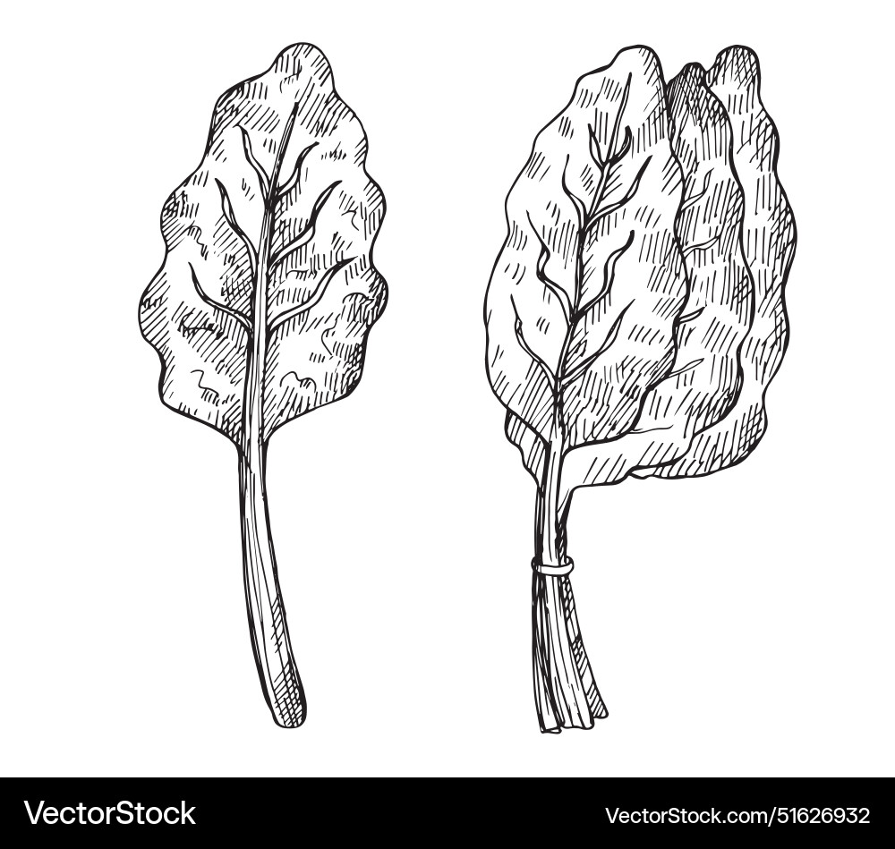 Chard hand drawn plant on isolated background Vector Image