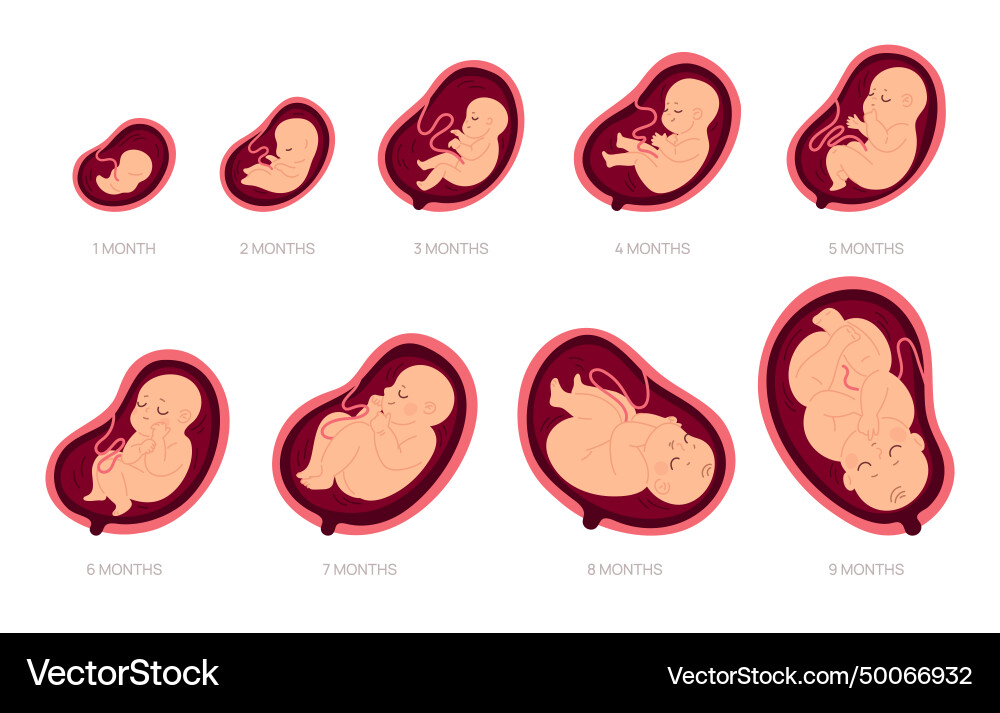 Fetal Development Stages - 9 Months Royalty Free Vector