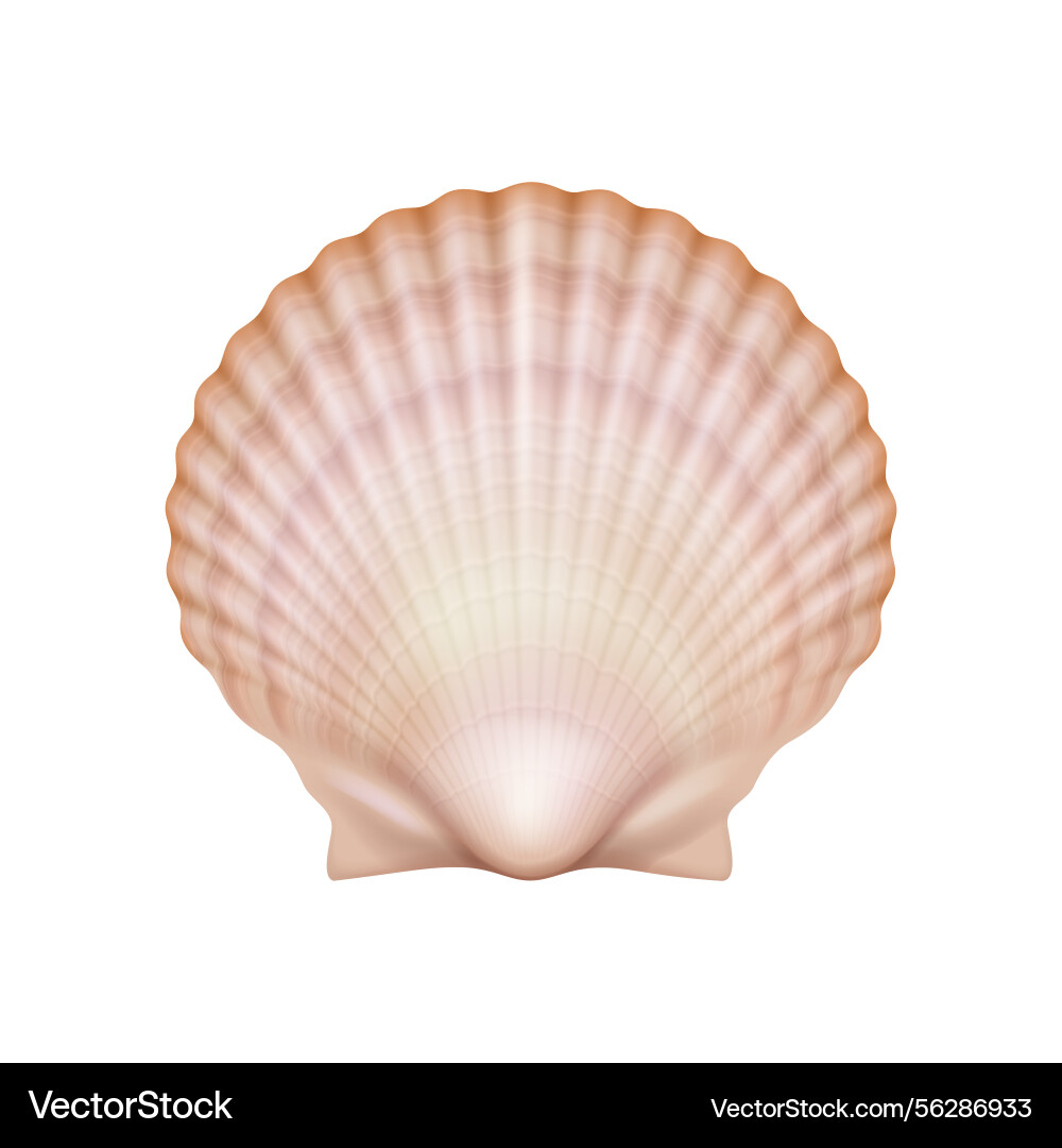 Realistic scallop shell on white Royalty Free Vector Image