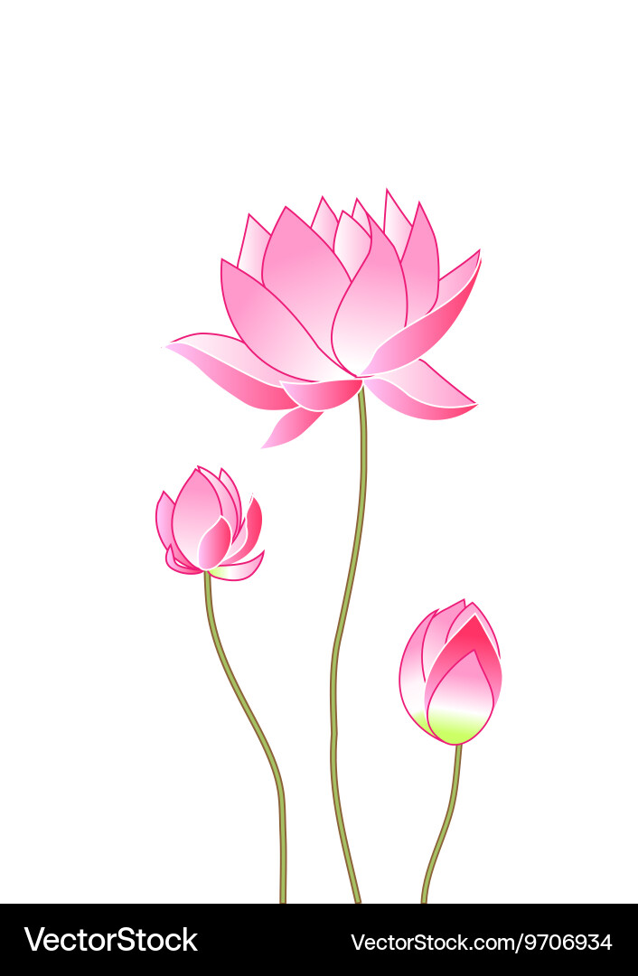 Pink lotus flowers Royalty Free Vector Image - VectorStock