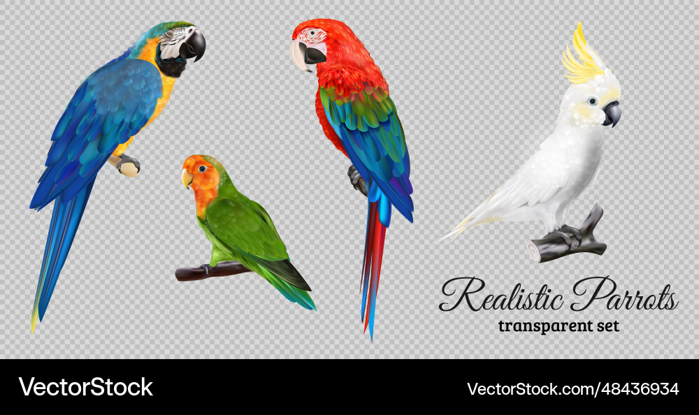 Realistic parrots transparent set Royalty Free Vector Image