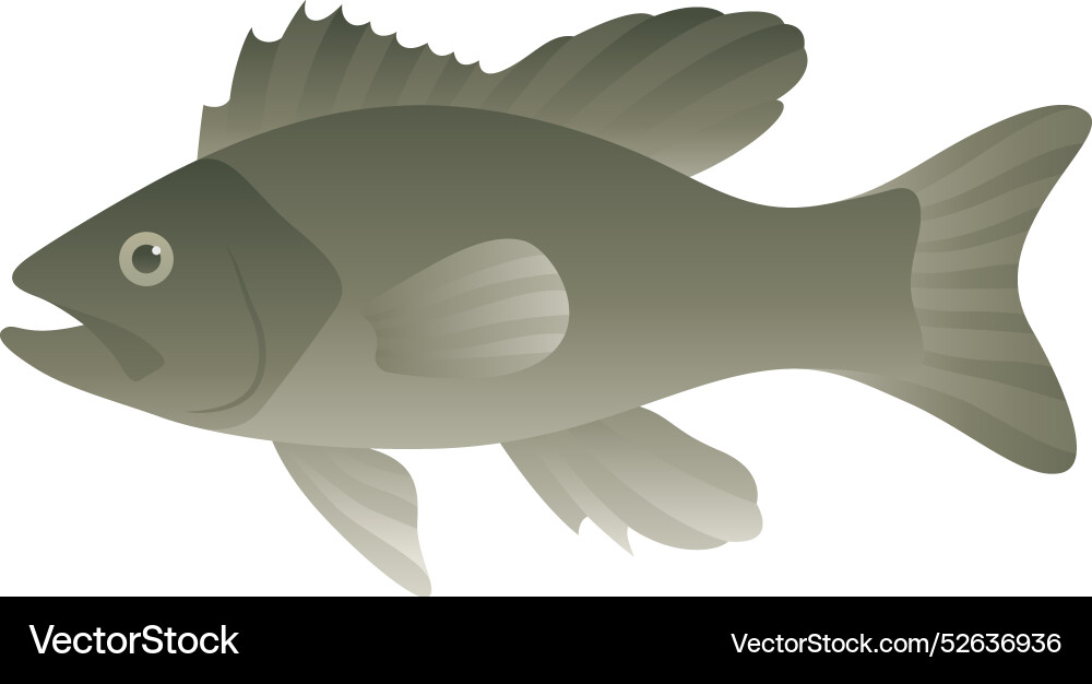 Black bass fish isolated Royalty Free Vector Image