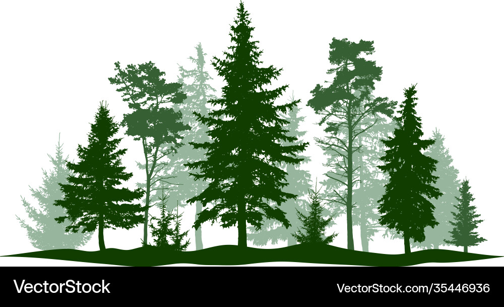 Isolated Evergreen Pine Forest Royalty Free Vector Image