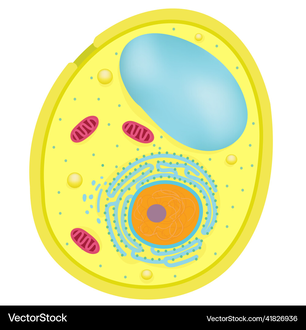 Yeast Cell Anatomy Royalty Free Vector Image - VectorStock