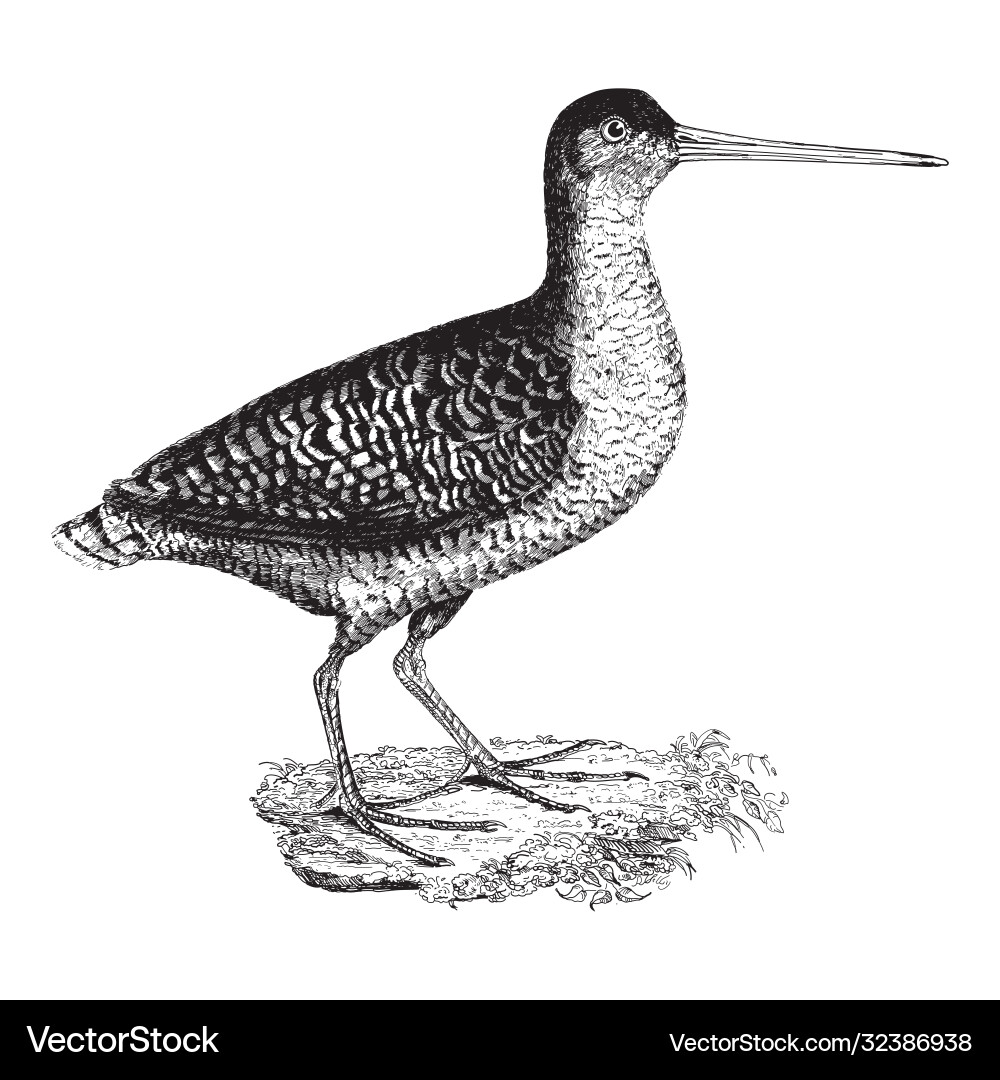 Vintage engraving a water bird Royalty Free Vector Image