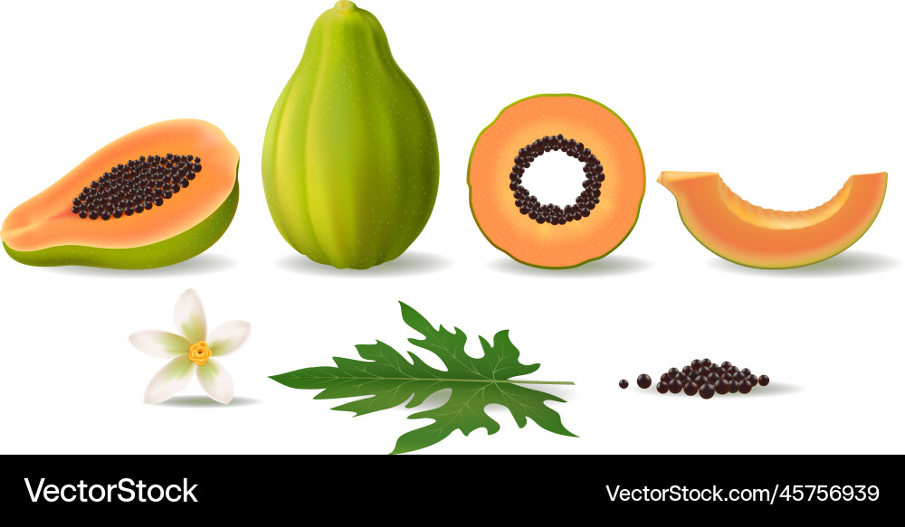 Green Papaya Slices with Leaf Royalty Free Vector Image