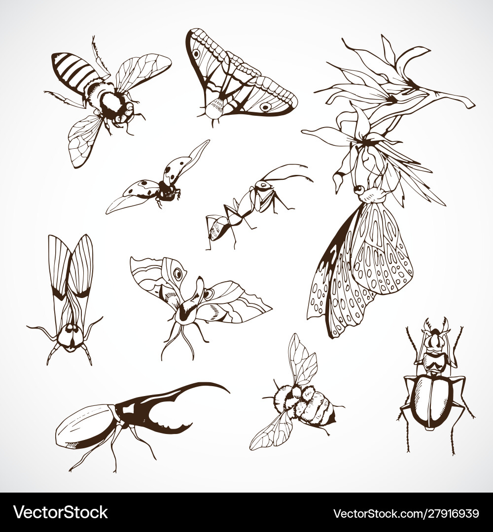 Insect set hand drawn image Royalty Free Vector Image