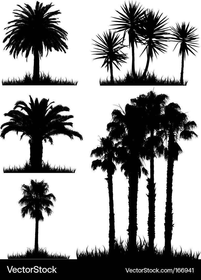 Tropical trees Royalty Free Vector Image - VectorStock