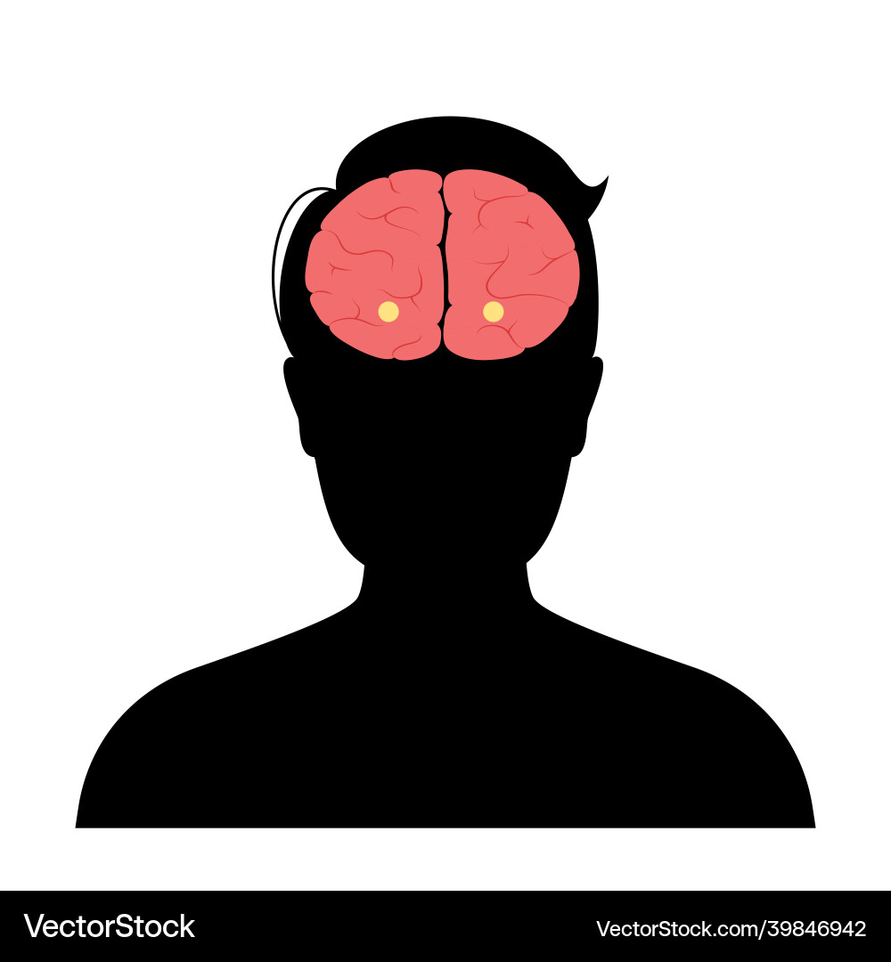 Brain amygdala anatomy Royalty Free Vector Image