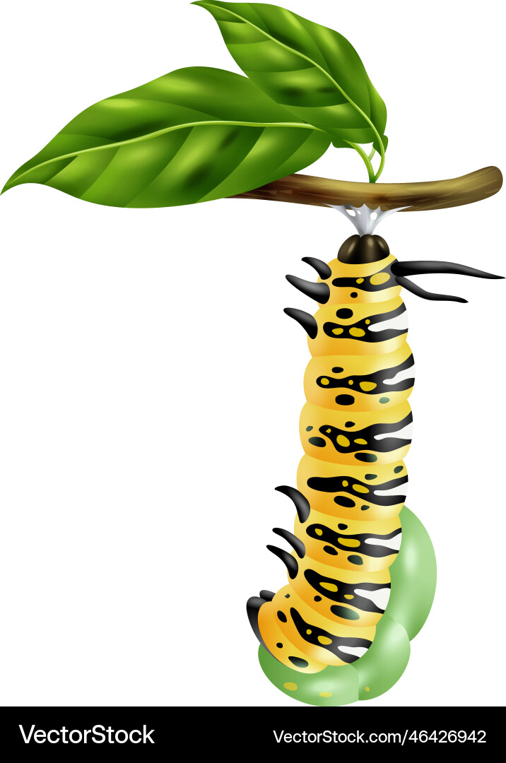 Butterfly life cycle stage Royalty Free Vector Image