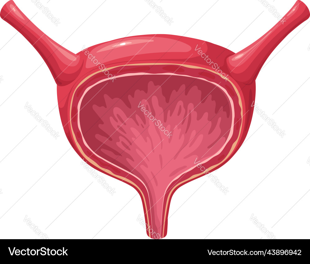 Female Urinary Bladder Anatomy Royalty Free Vector Image