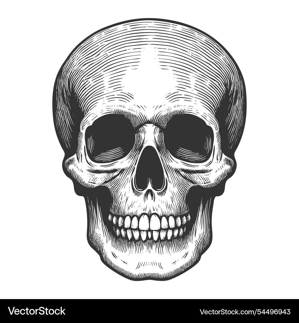 Human skull engraving Royalty Free Vector Image