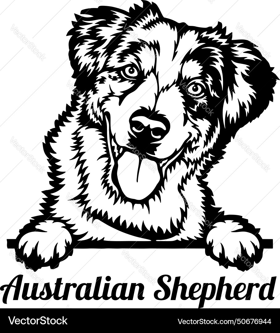 Australian shepherd dog - peeking breed pet Vector Image