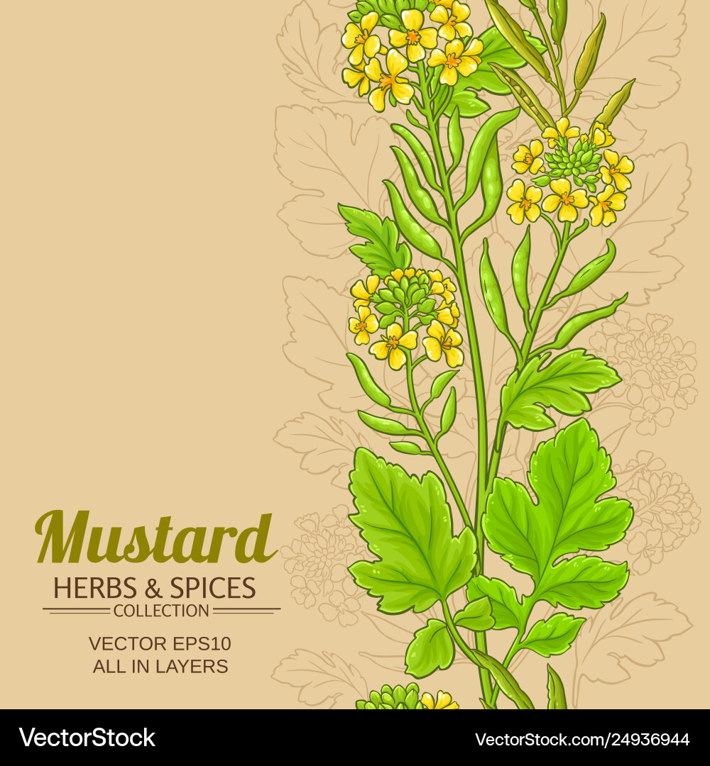 Mustard plant pattern on color background Vector Image