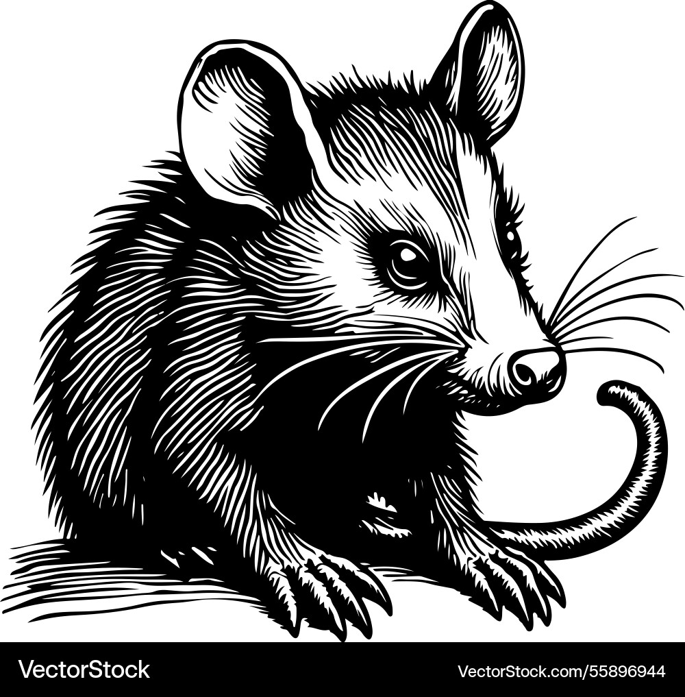 Rat sign image Royalty Free Vector Image - VectorStock