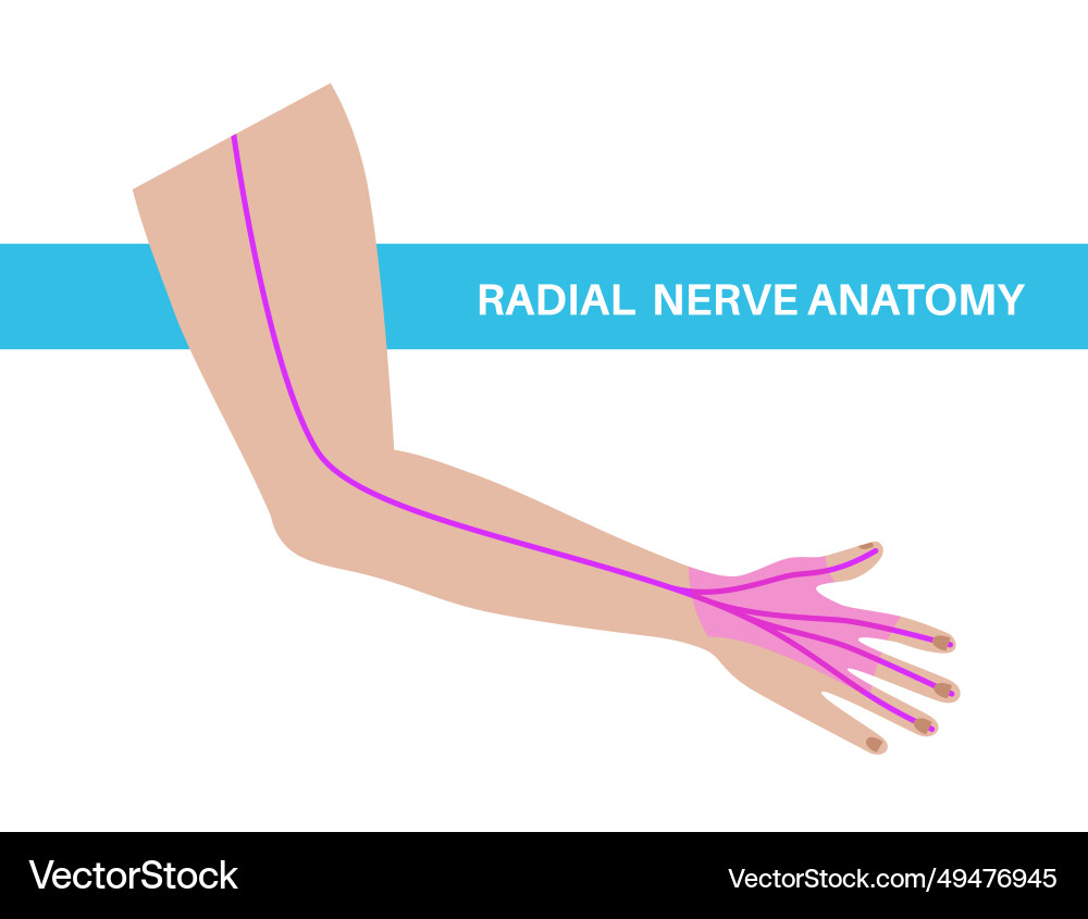Radial nerve poster Royalty Free Vector Image - VectorStock