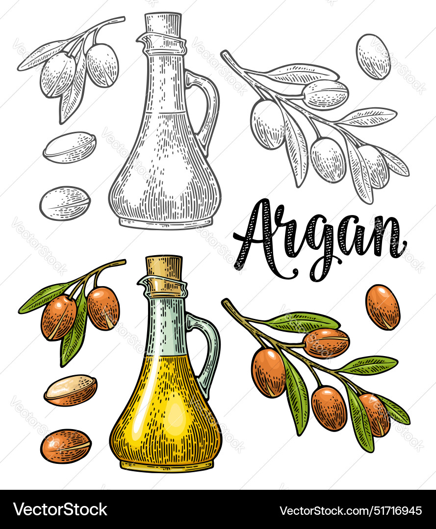 Set of argan branches leaves nuts bottle Vector Image