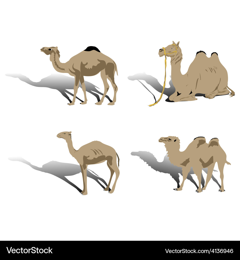 Camel Royalty Free Vector Image - VectorStock