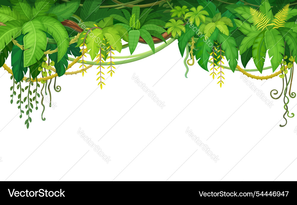 Jungle liana tropical vines rainforest background Vector Image