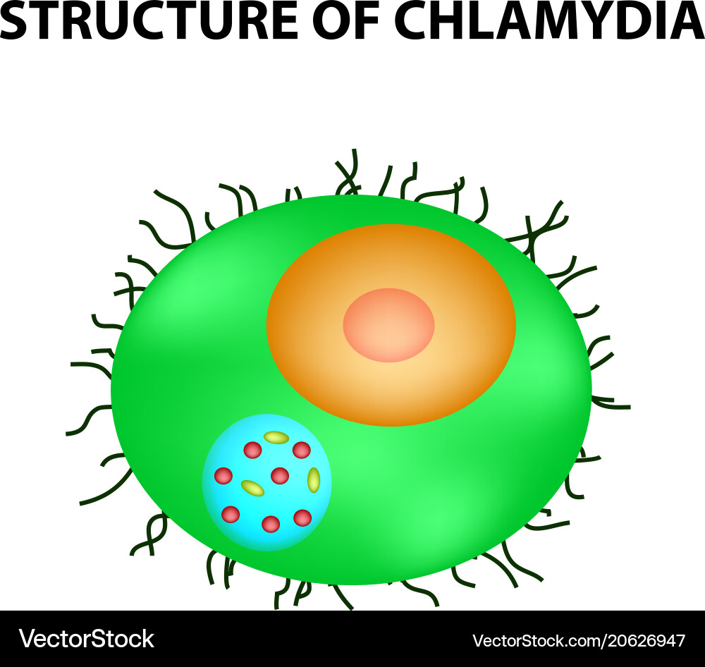 Structure chlamydia urogenital vaginal infection Vector Image