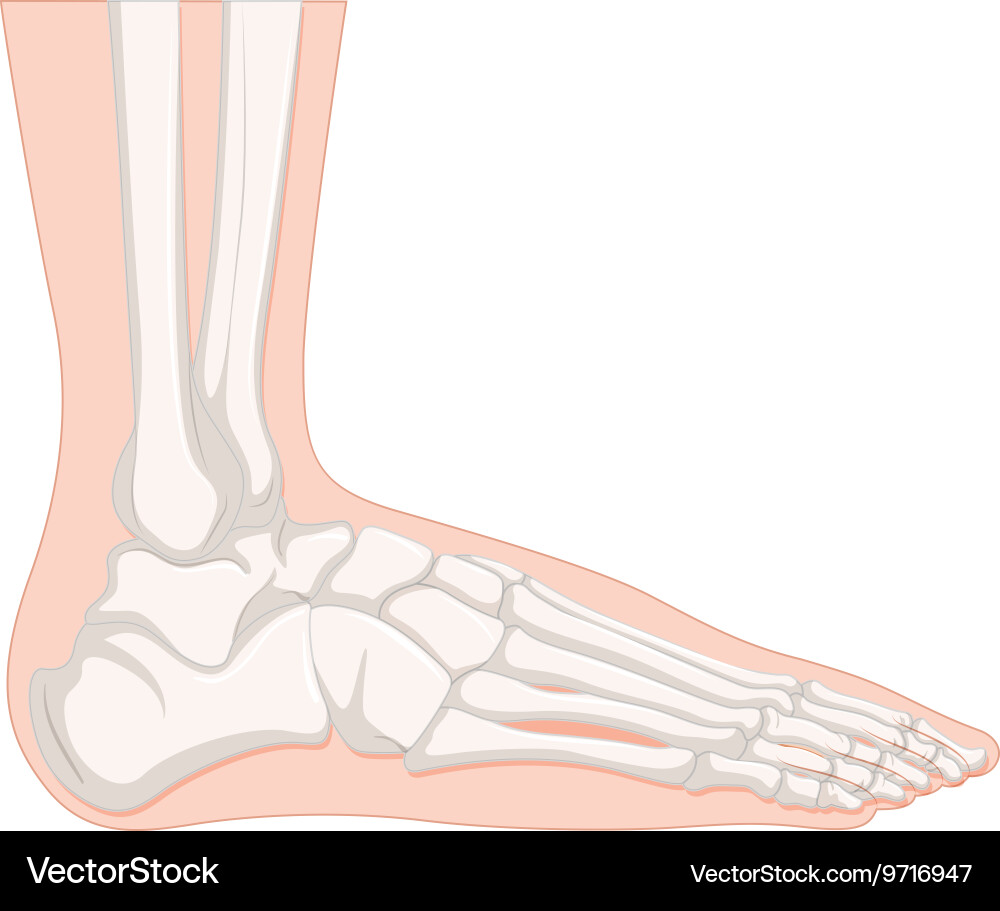 X-ray human foot bone Royalty Free Vector Image