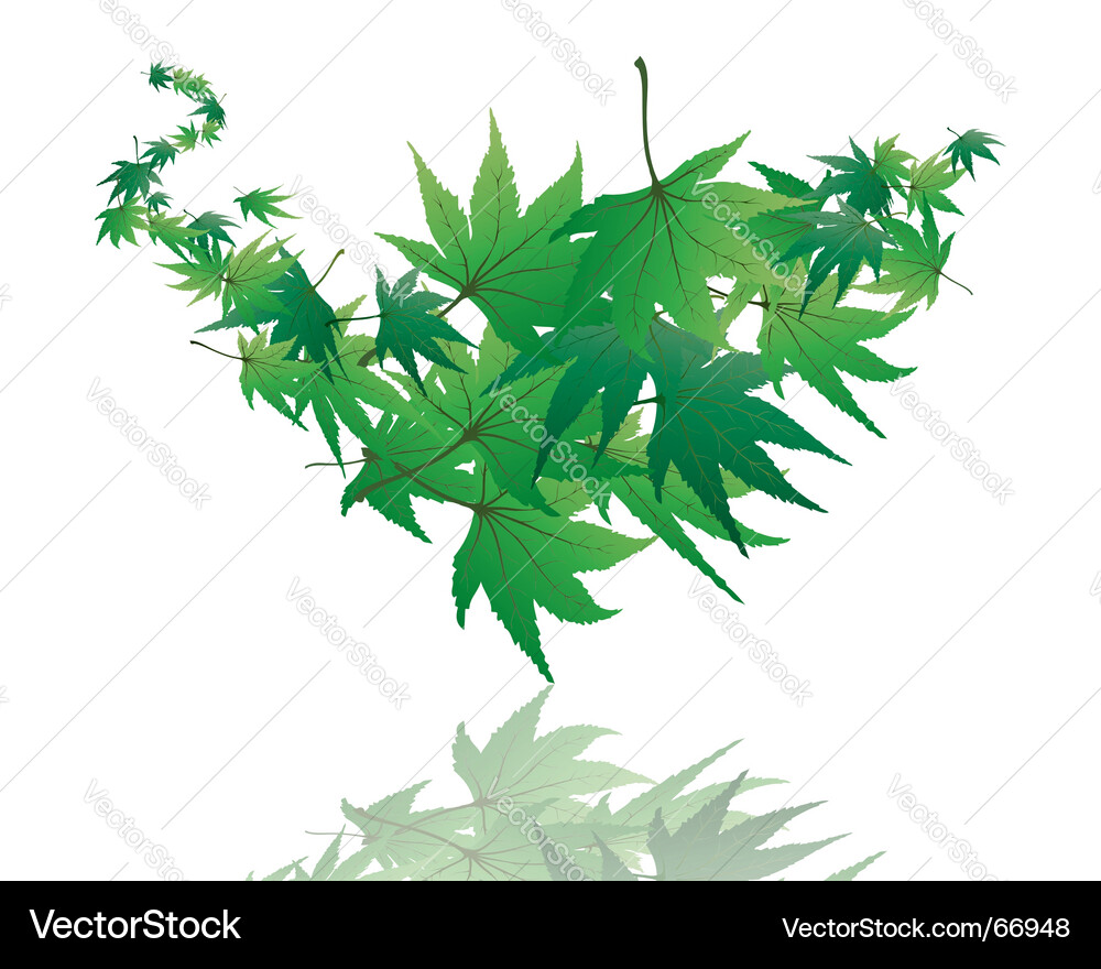 Maple leaves Royalty Free Vector Image - VectorStock
