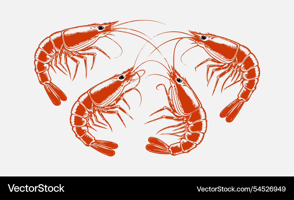 Four unique colorful shrimp design Royalty Free Vector Image