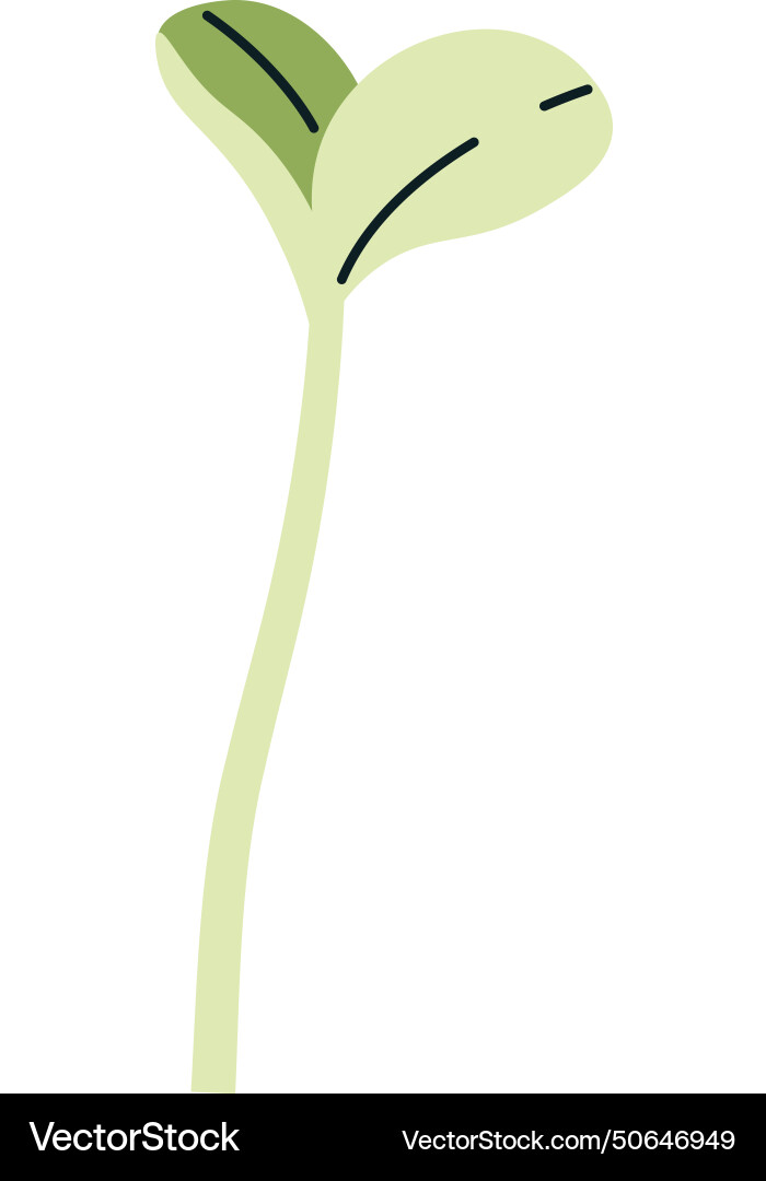 Milk thistle sprout Royalty Free Vector Image - VectorStock