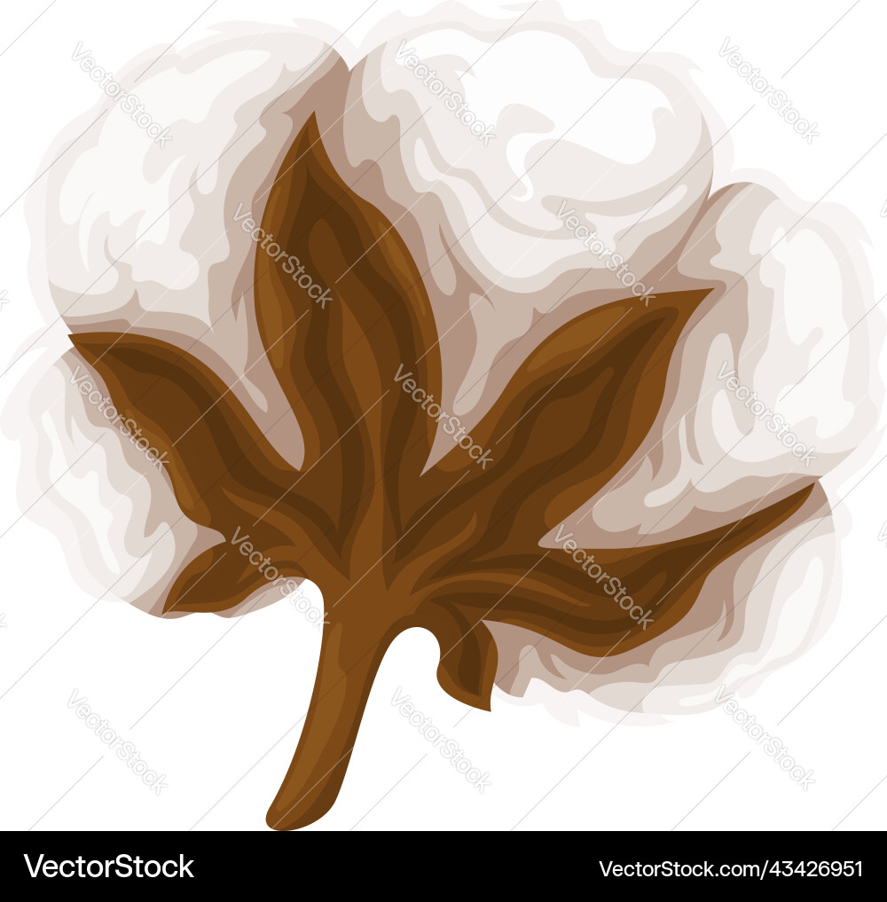 Cotton Royalty Free Vector Image - VectorStock