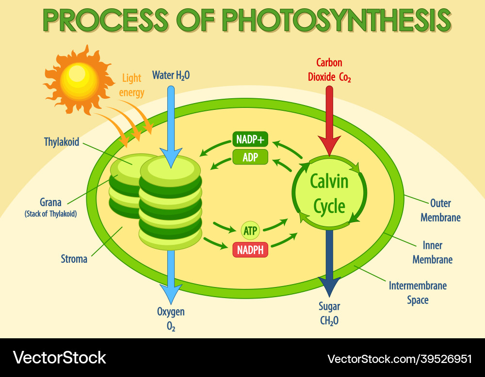 Photosynthesis Process Step By Step