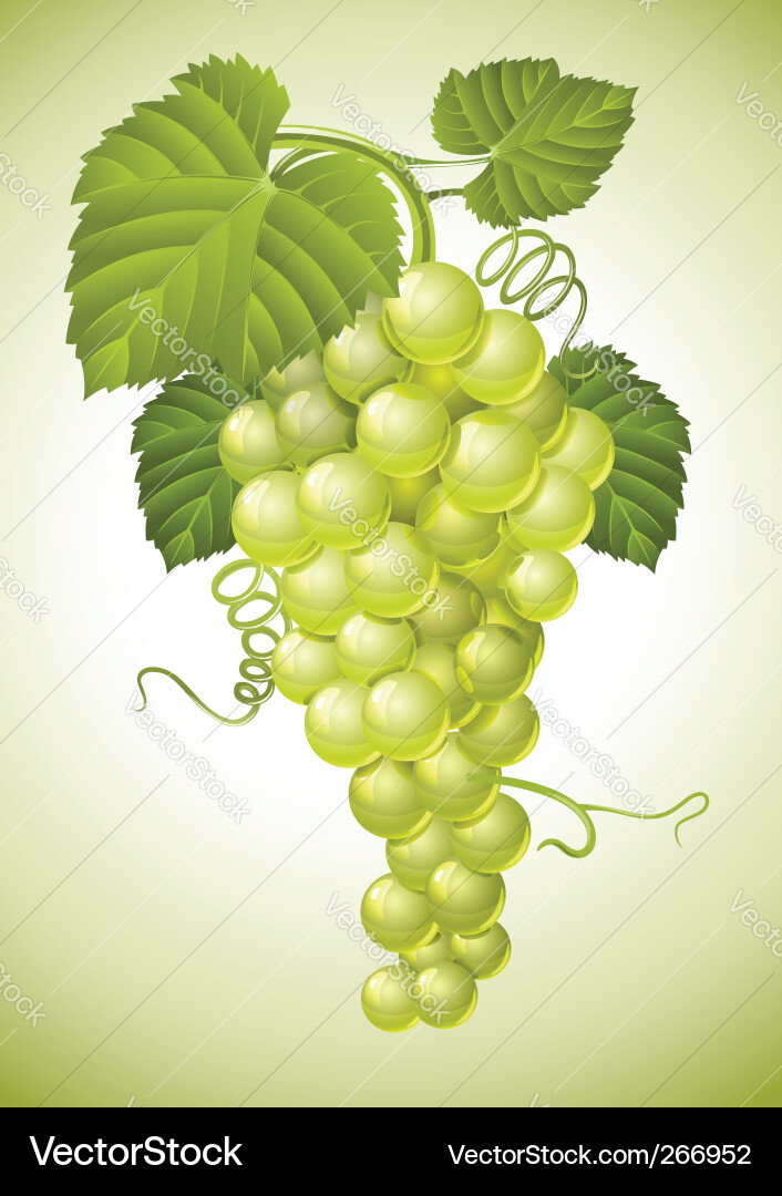 Grape vine Royalty Free Vector Image - VectorStock Grape vine Royalty Free Vector Image - VectorStock
