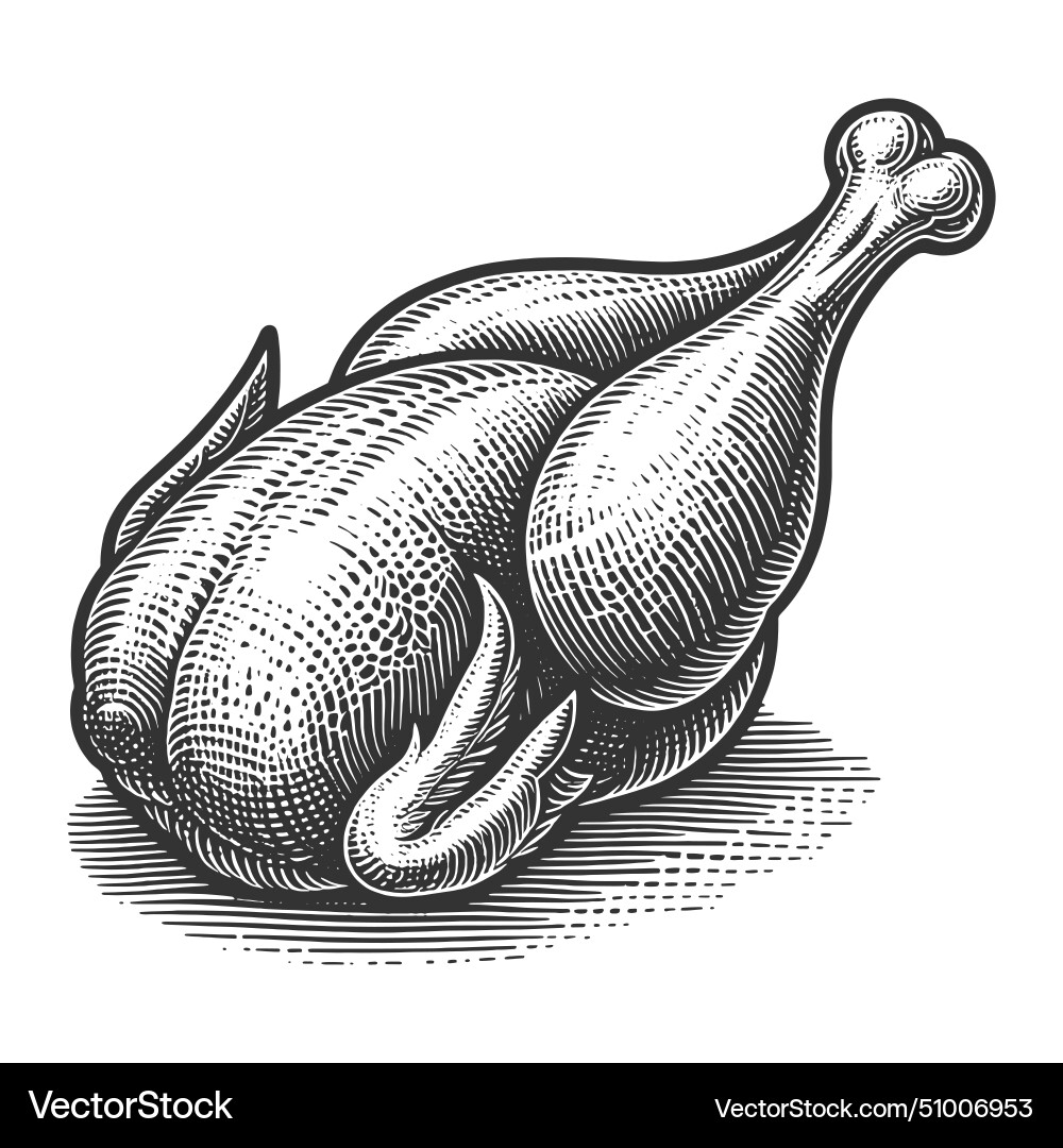 Chicken engraving sketch Royalty Free Vector Image