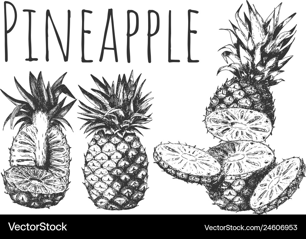 Hand drown tropical fruits set with pineapple cut Vector Image