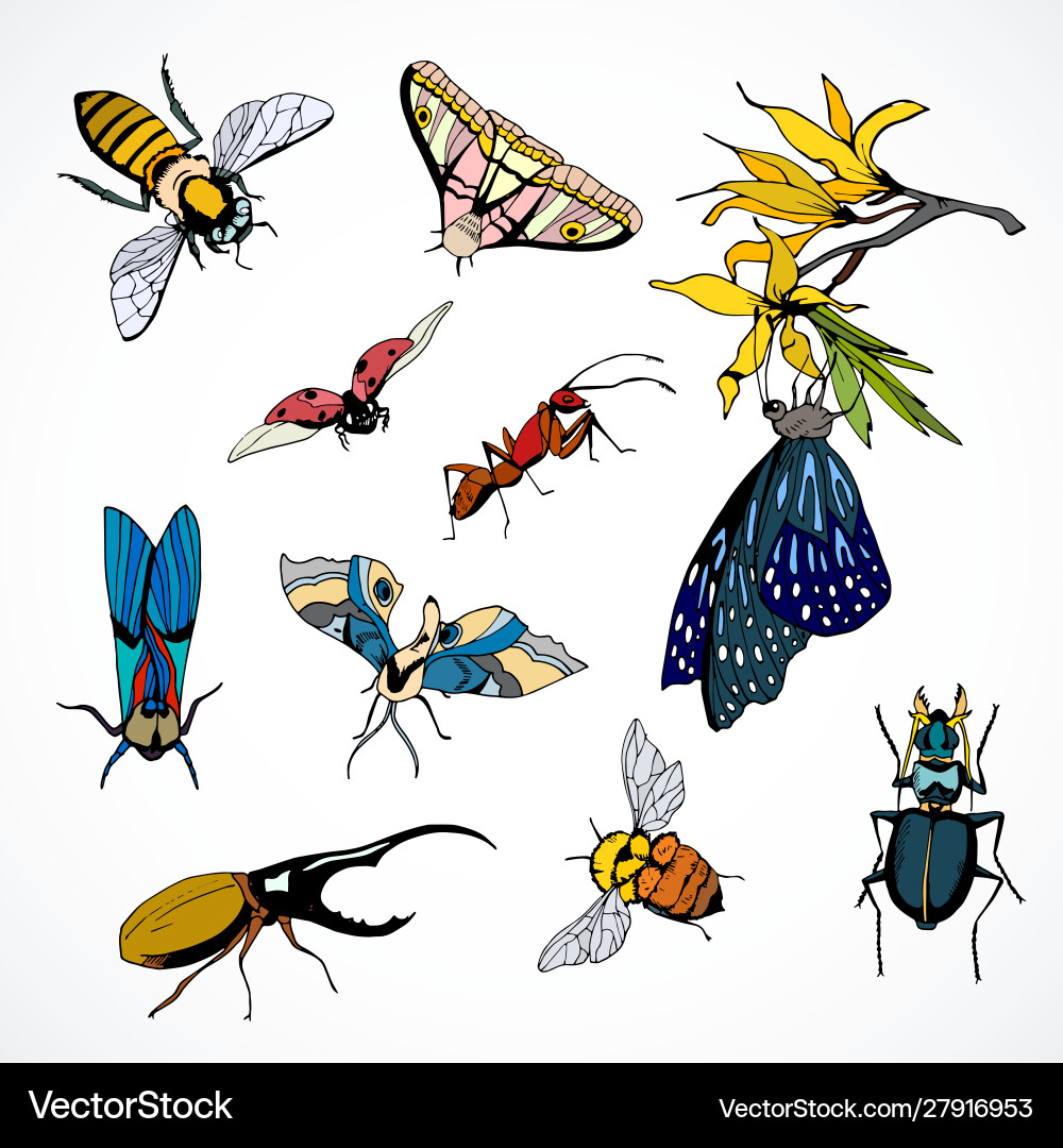 Set insects colored image Royalty Free Vector Image
