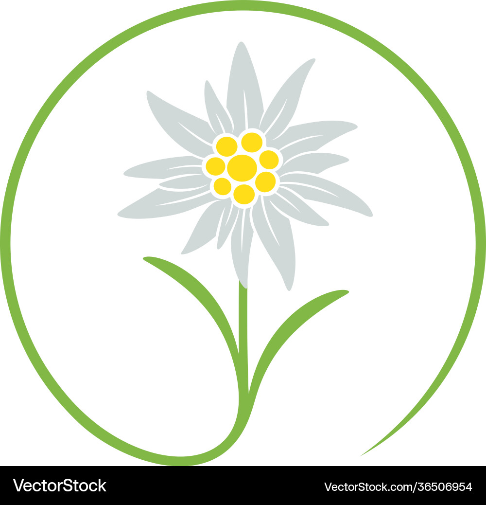 Edelweiss Royalty Free Vector Image - VectorStock