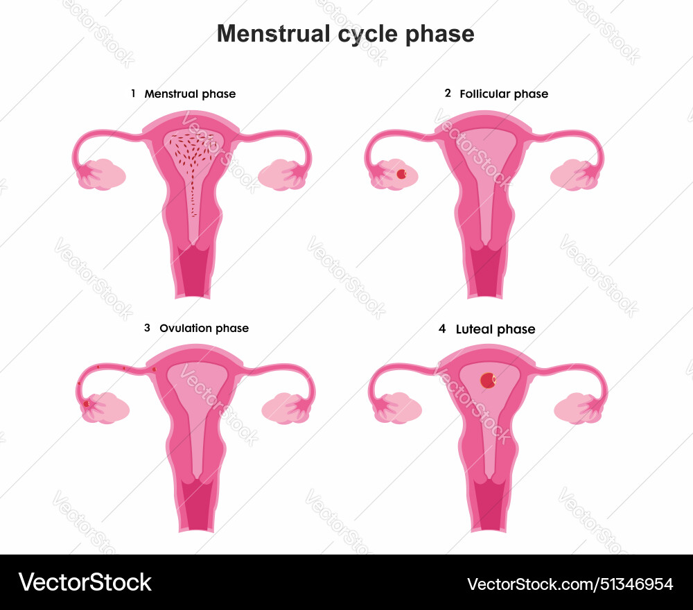 Menstrual cycle phases process Royalty Free Vector Image