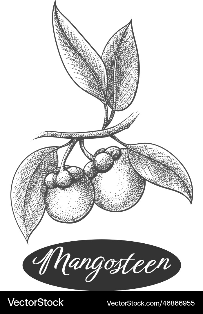 Mangosteen branch engraving Royalty Free Vector Image