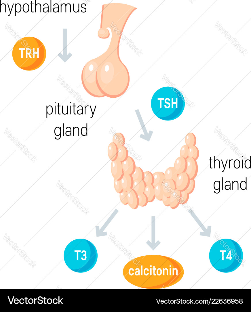 Tsh Vector Images (over 140)