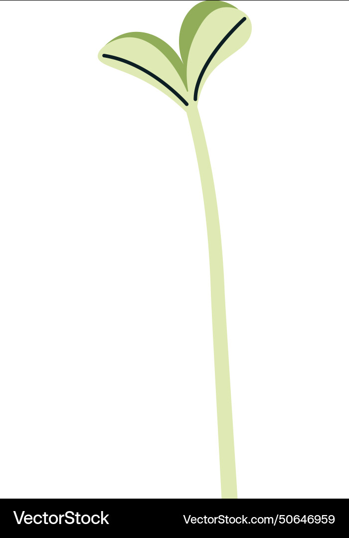 Milk thistle sprout Royalty Free Vector Image - VectorStock