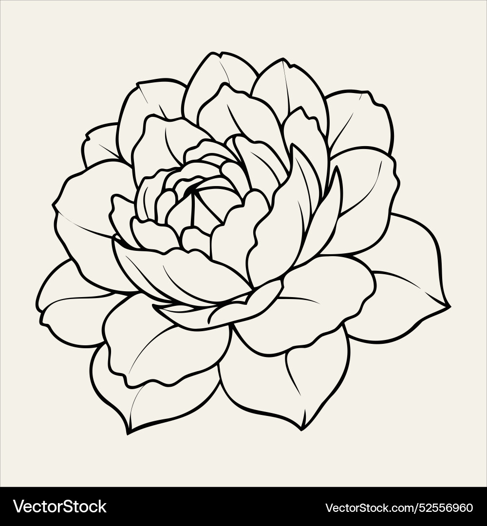 Peony line art floral 001 Royalty Free Vector Image