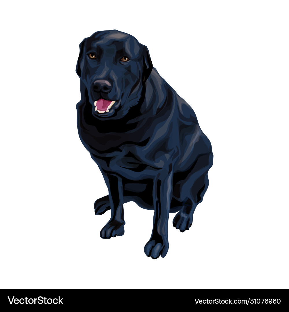Serious dog breed black labrador retriever Vector Image