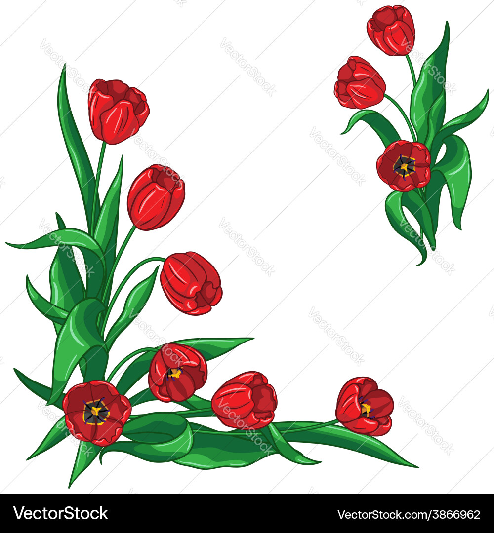 Red tulip corner Royalty Free Vector Image - VectorStock