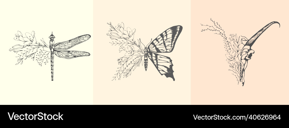 Half shape butterfly dragonfly and skull Vector Image