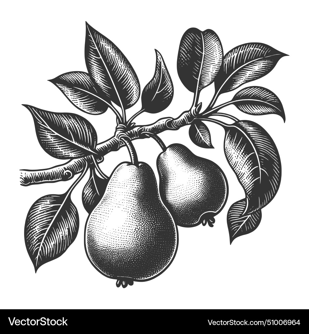 Pear branch engraving sketch Royalty Free Vector Image