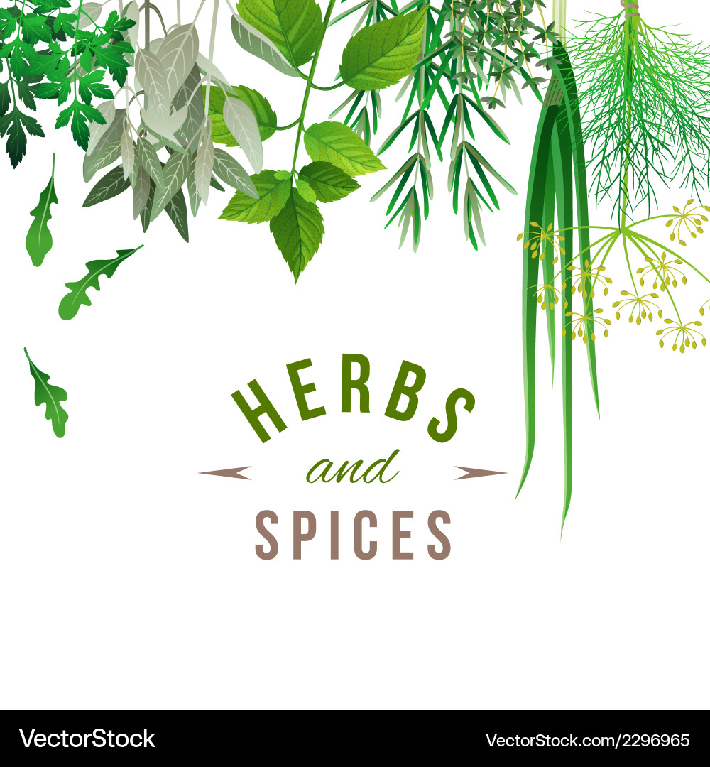 Herbs and spices Royalty Free Vector Image - VectorStock