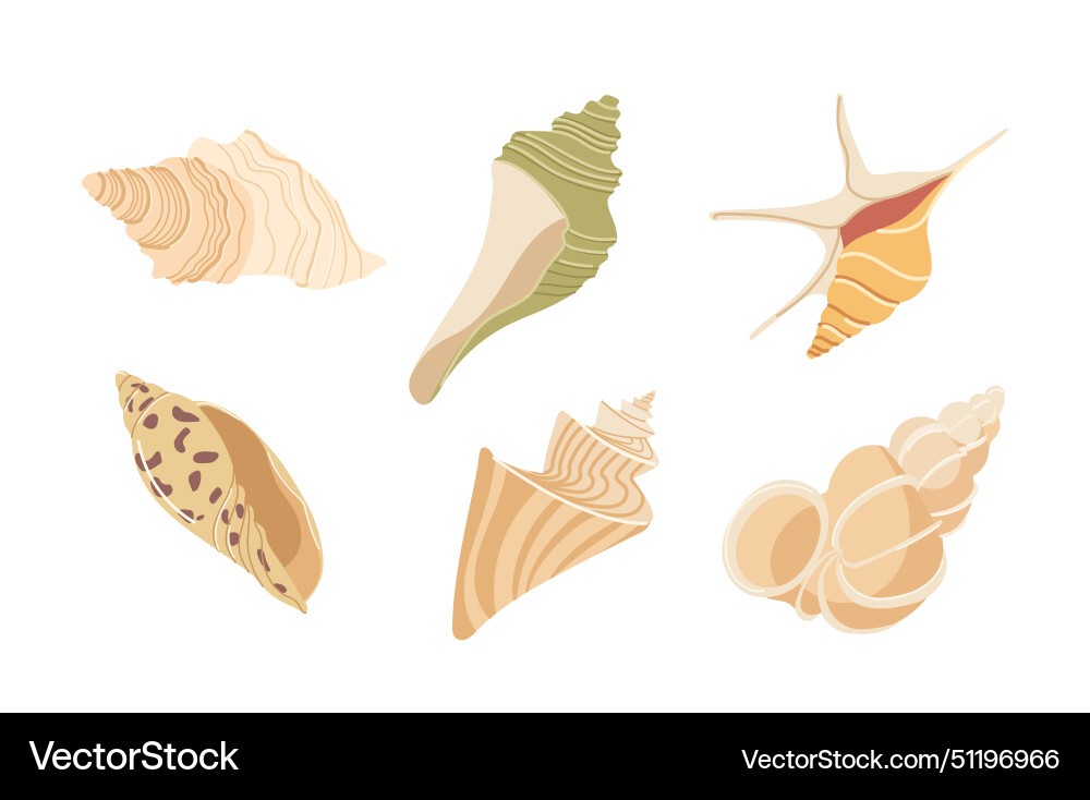 Tropical beach shells decorative aquarium scallop Vector Image